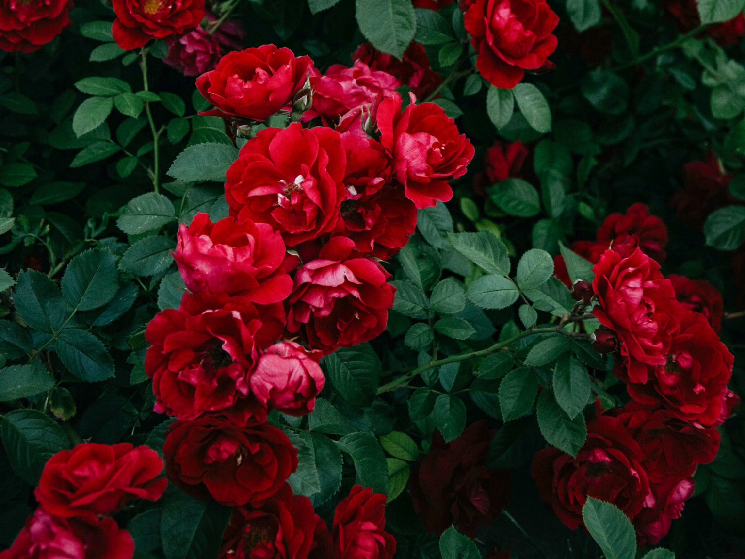 Tips om rosestell - Kalnes Hagesenter