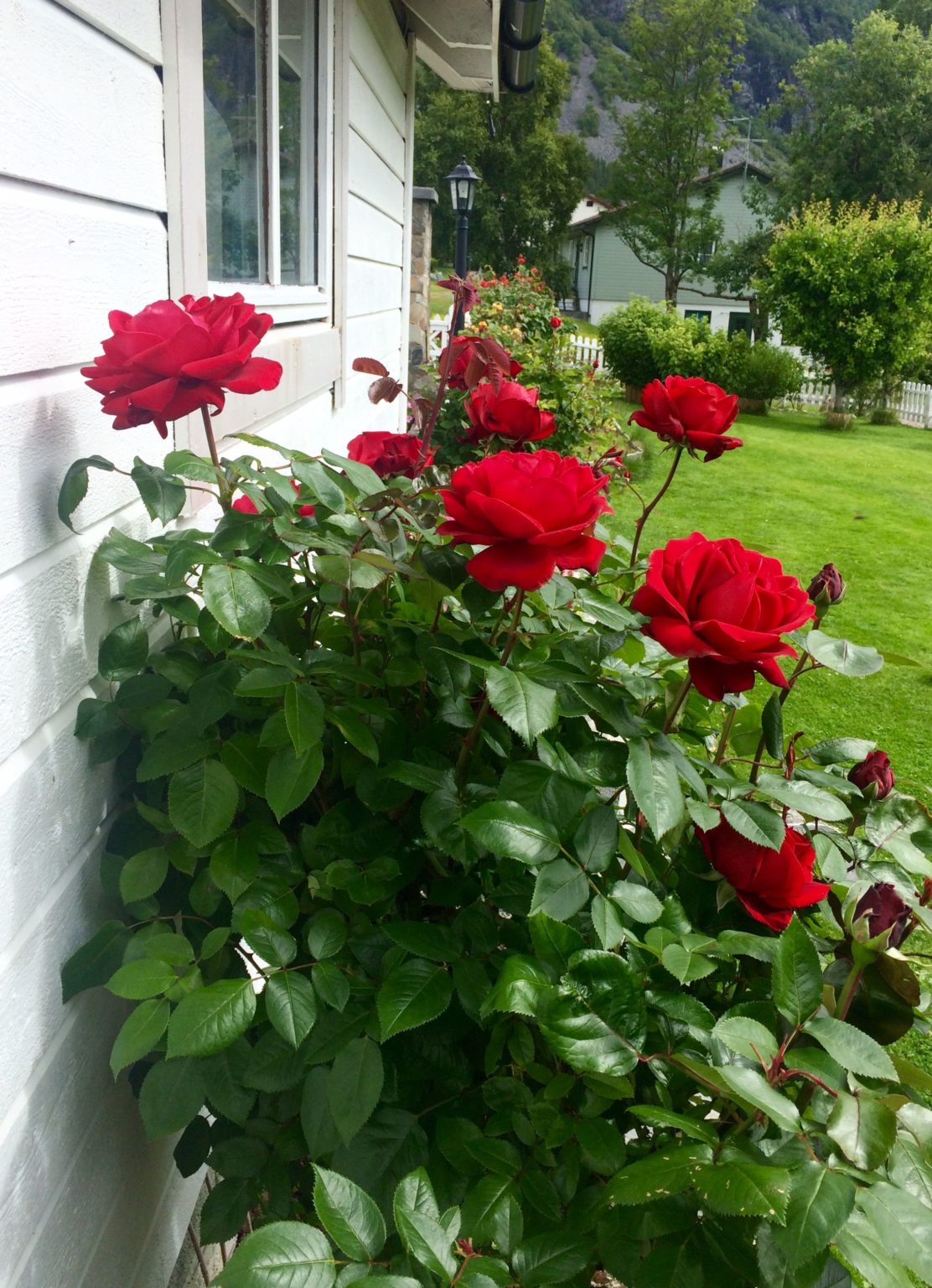 Tips om rosestell - Kalnes Hagesenter