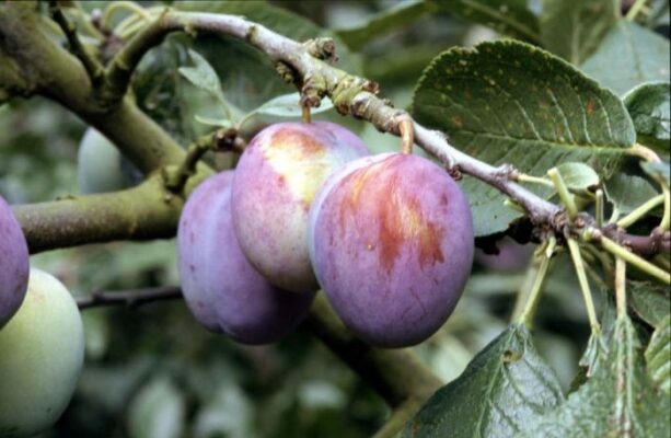 Plomme Reine Claude Althans - Kalnes Hagesenter