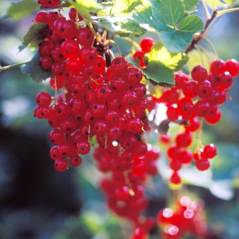 Rips Rød Hollandsk - Kalnes Hagesenter