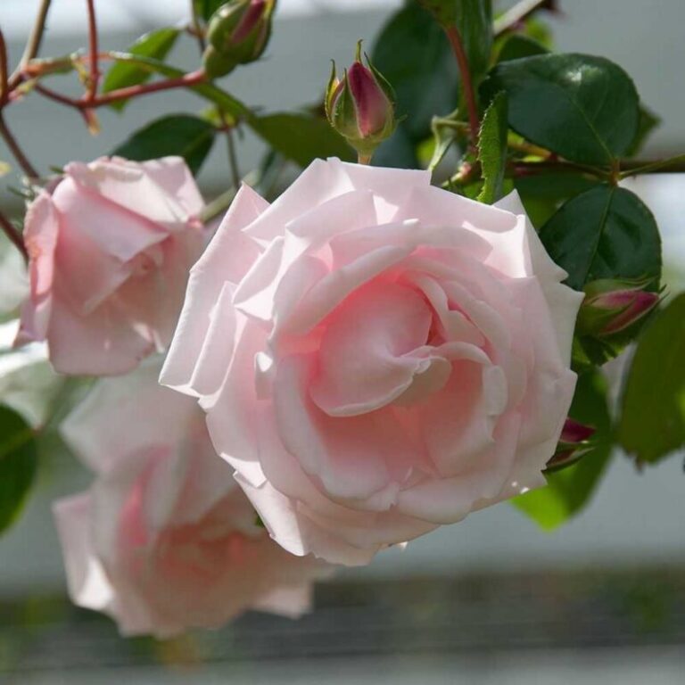 Klatrerose New Dawn - Kalnes Hagesenter