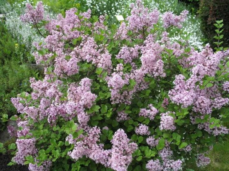 Syringa meyeri Palibin Dvergsyrin - Kalnes Hagesenter