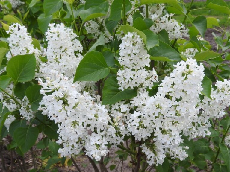 Syringa vulgaris Alba Vanlig Syrin - Kalnes Hagesenter
